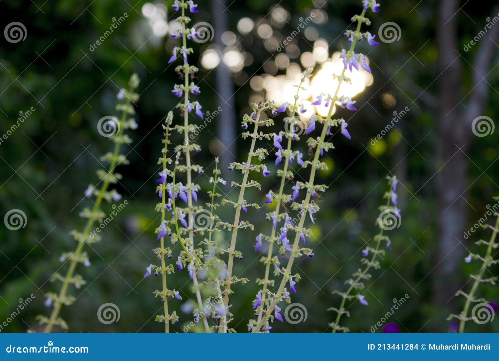 Natural Purple Flower in Bloom Stock Photo - Image of grass, meadow ...