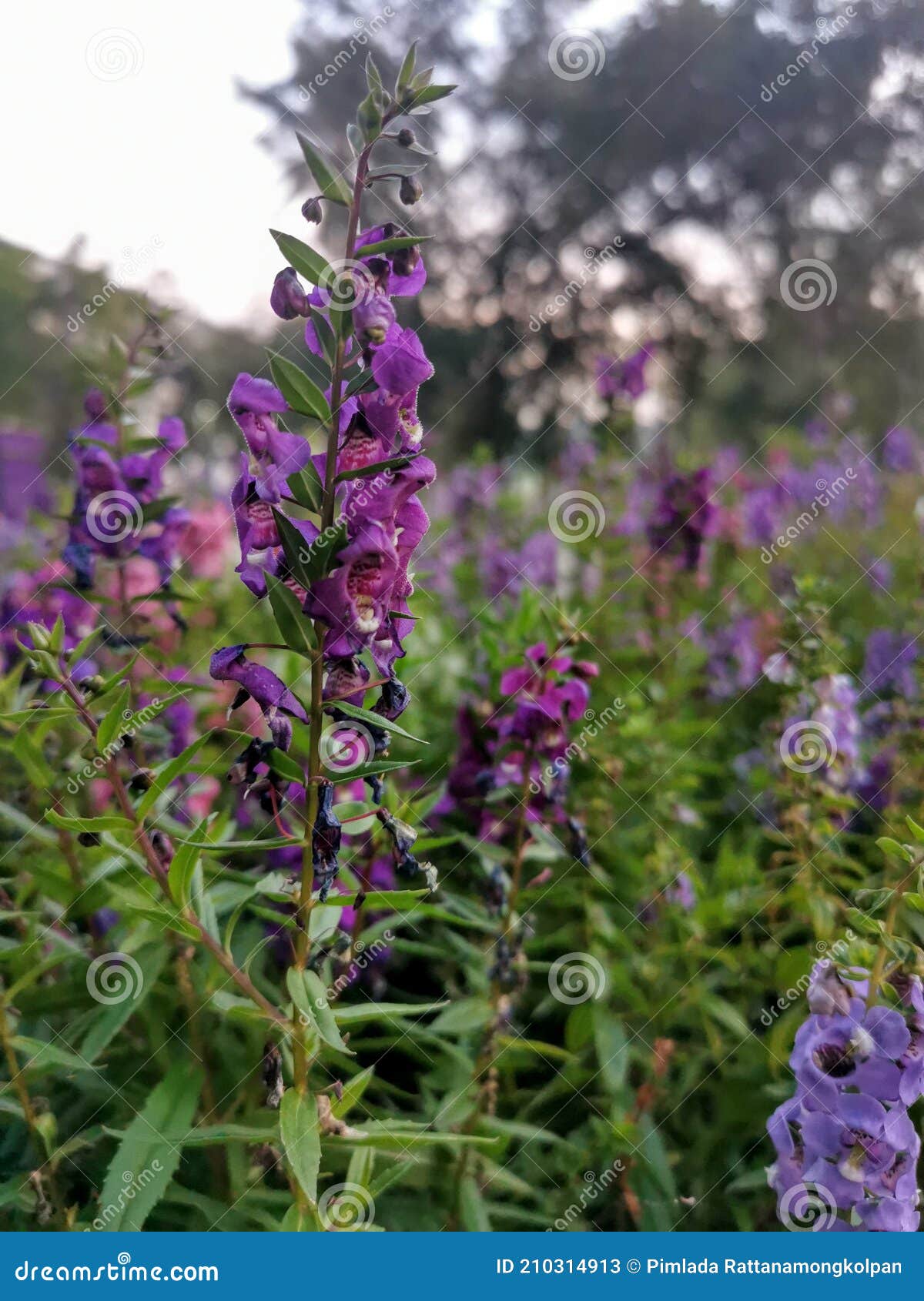 Natural Purple Flower Plants in the Garden Stock Image - Image of ...