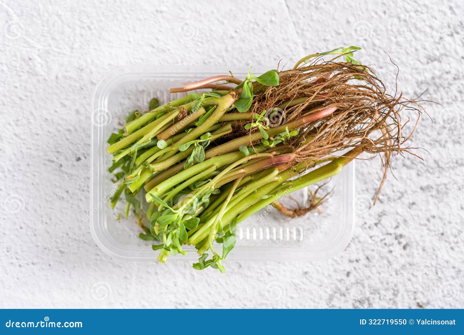 Natural Purslane Stems and Grounded Roots on White Stone Table Stock ...