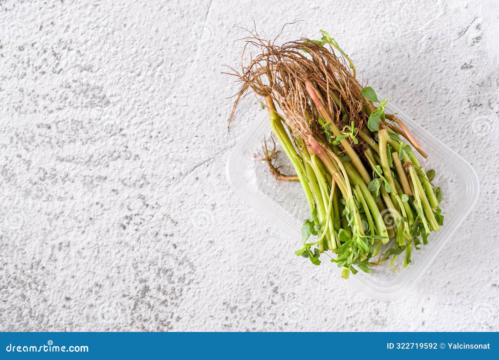 Natural Purslane Stems and Grounded Roots on White Stone Table Stock ...