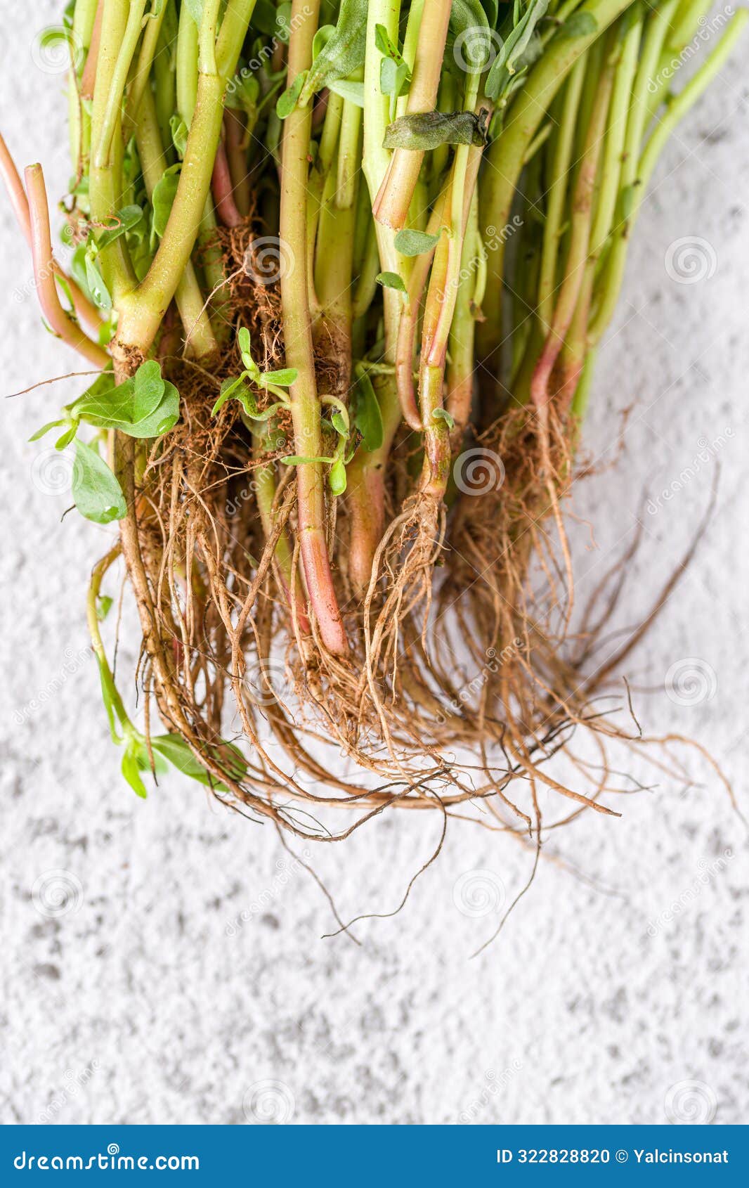 Natural Purslane Stems and Grounded Roots on White Stone Table Stock ...