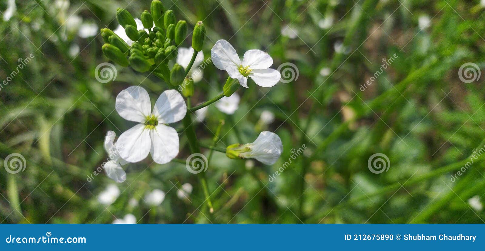 Natural radish flower stock photo. Image of petal, blossom - 212675890