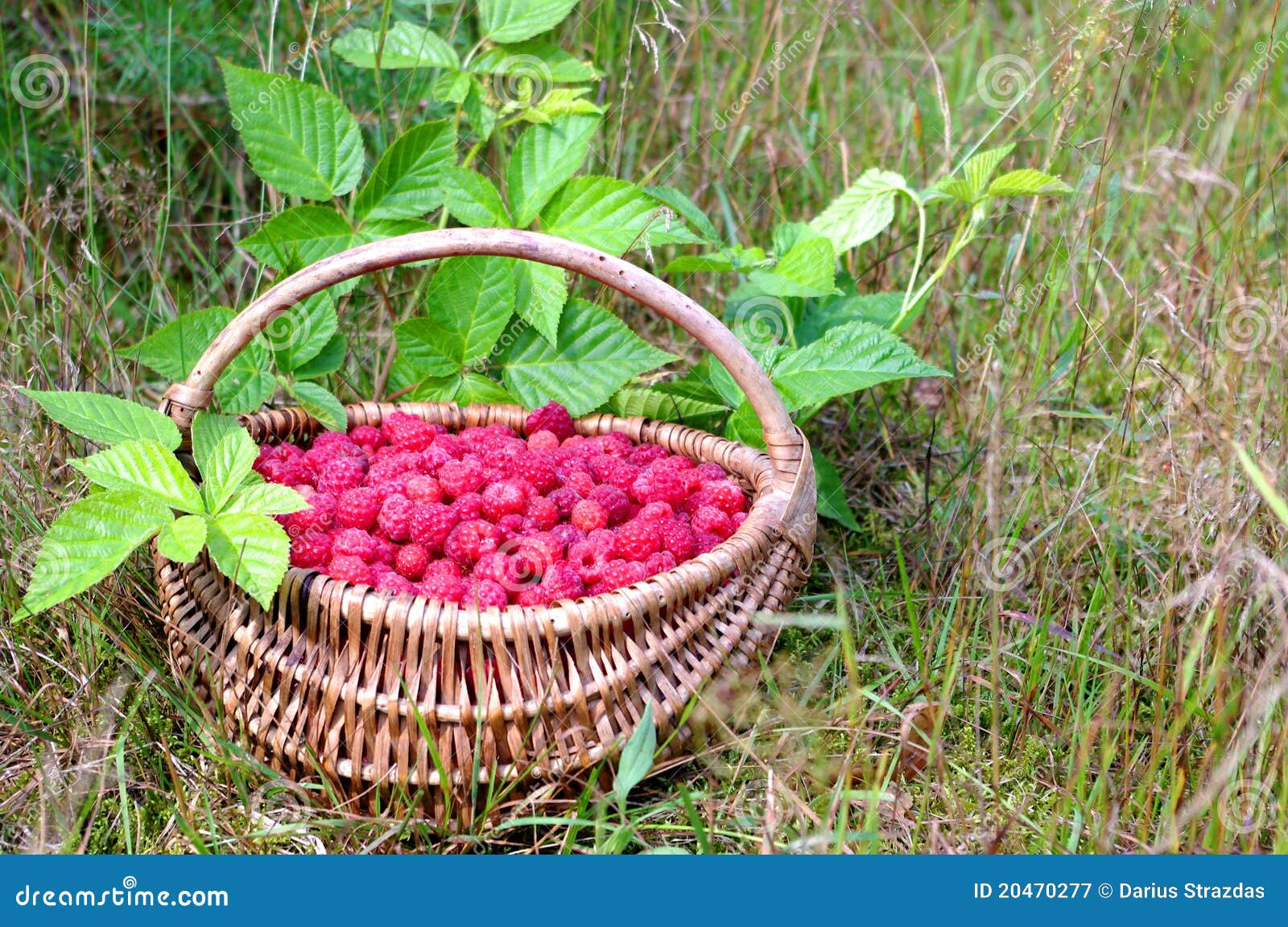 Natural raspberries stock image. Image of harvest, detail - 20470277
