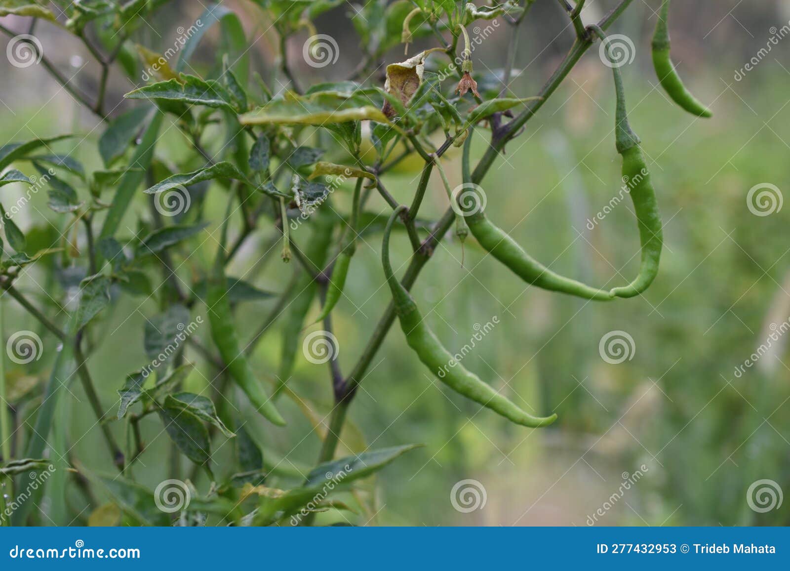 Natural Raw Chilli in India Stock Image - Image of crop, india: 277432953