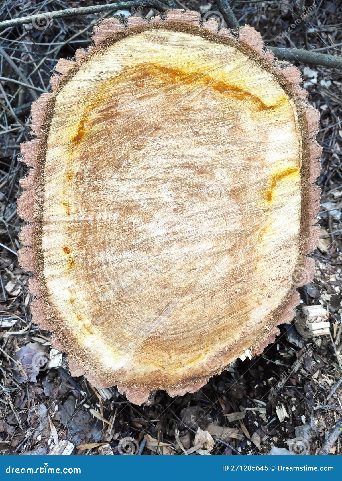 Natural Cross Section of the Tree Stock Image - Image of smooth, sawn ...