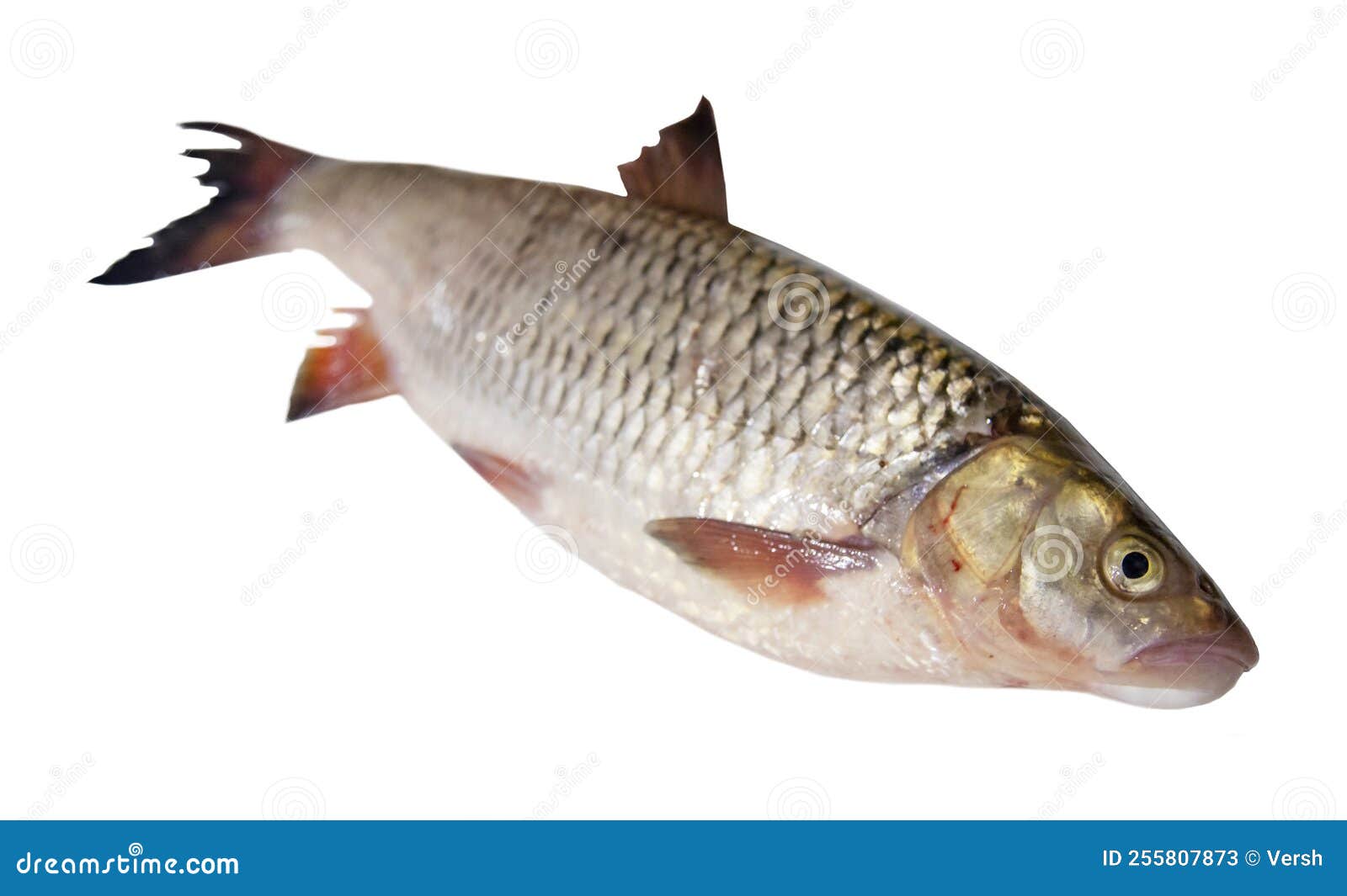 Natural Raw Grass Carp Isolated on White Background Stock Image - Image ...