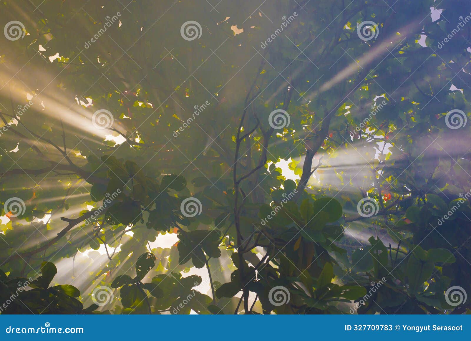 Natural Rays of Light Shine Down on the Large Trees Stock Image - Image ...