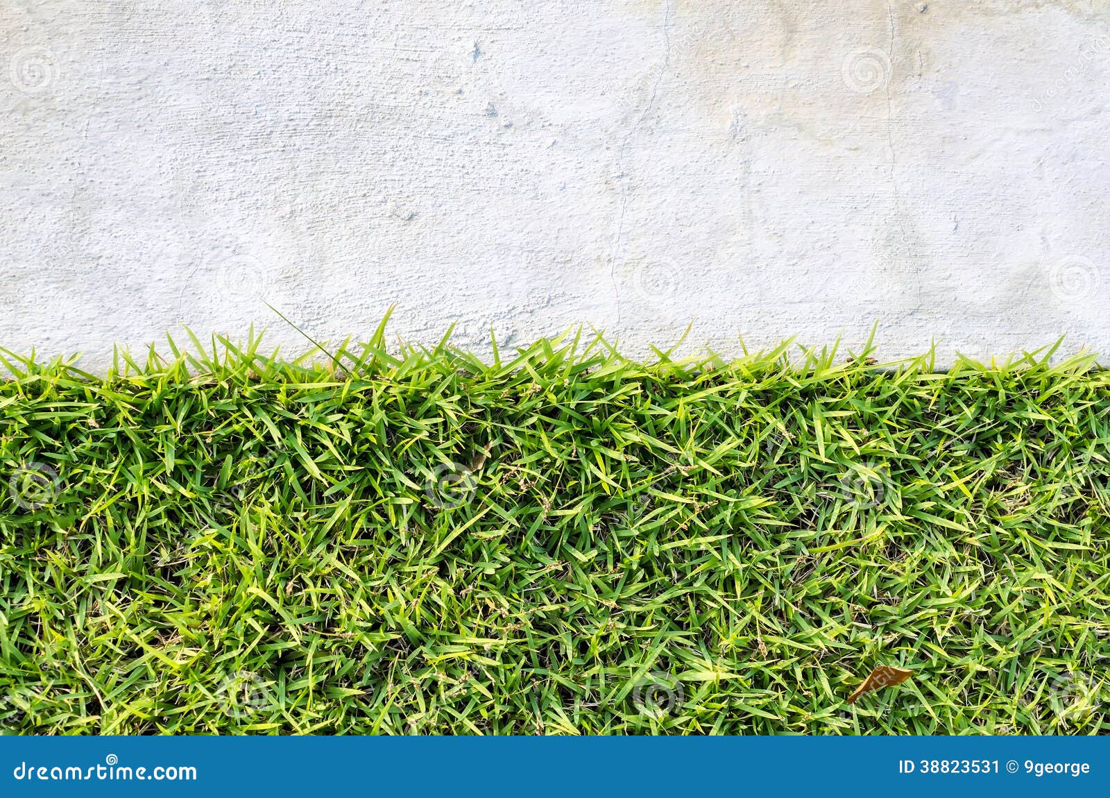 Natural Real Green Grass Field Background Stock Image - Image of high ...