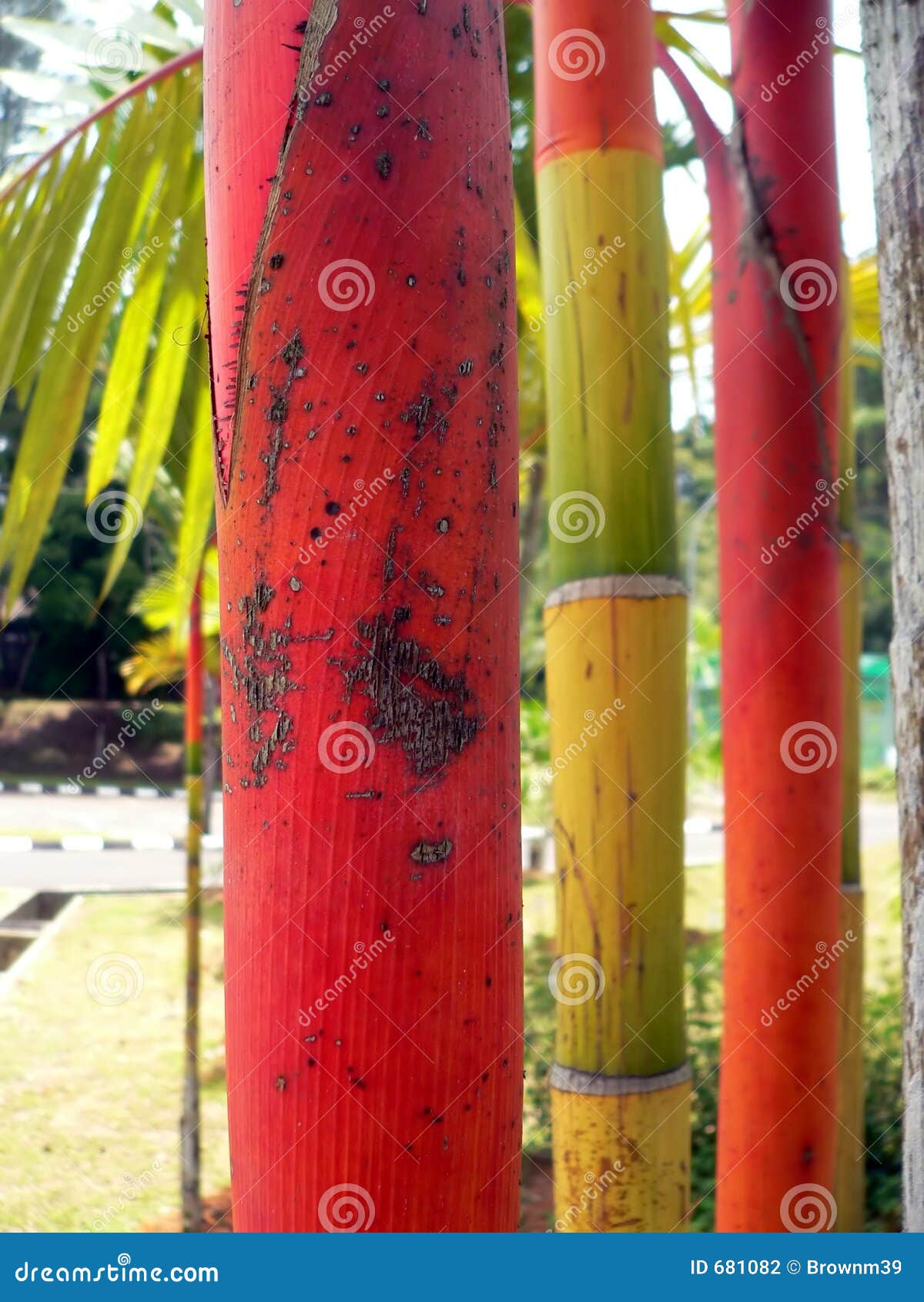 Natural Red Bamboo, Borneo stock photo. Image of bands - 681082