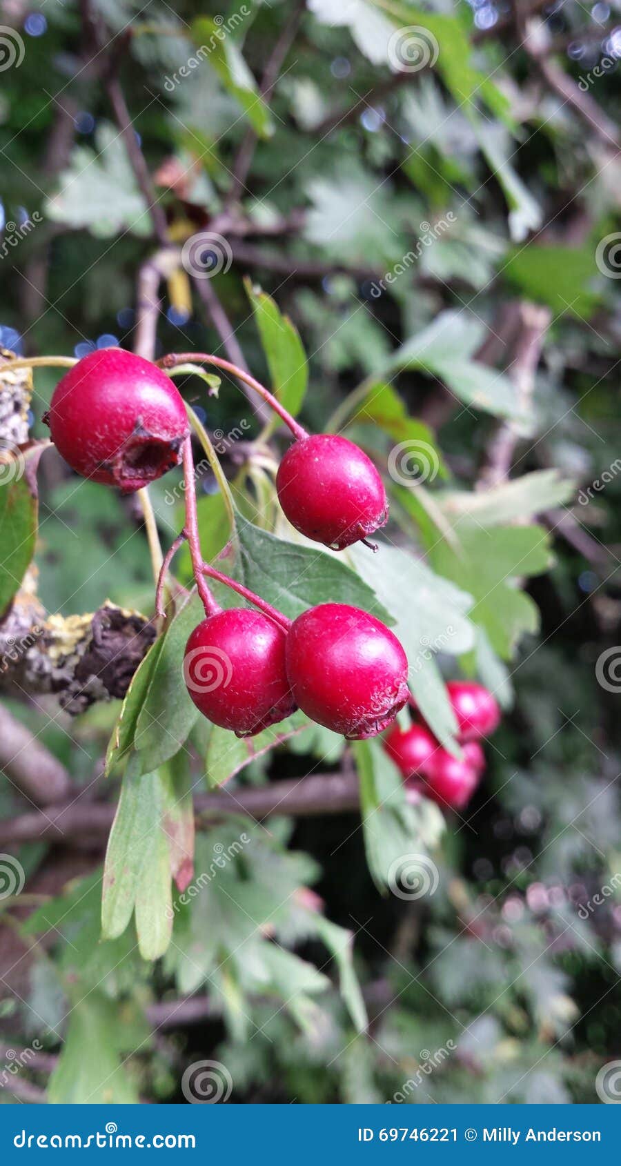 Natural Red Berries Hanging from an Ivy Covered Brick Wall Stock Image ...
