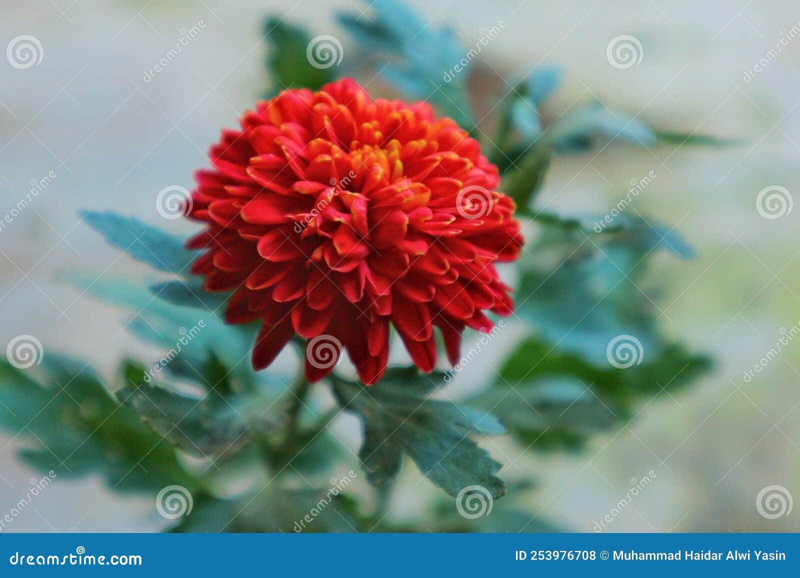 Natural Red Chrysanthemum Flowers Stock Photo - Image of flowers ...