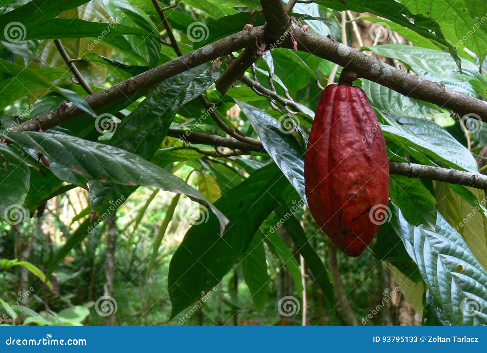 Natural red cocoa bean stock image. Image of hanging - 93795133
