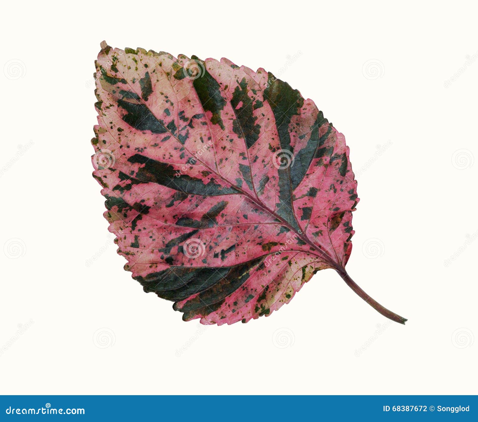 Natural Red Color Leaf Isolated on White Background Stock Photo - Image ...