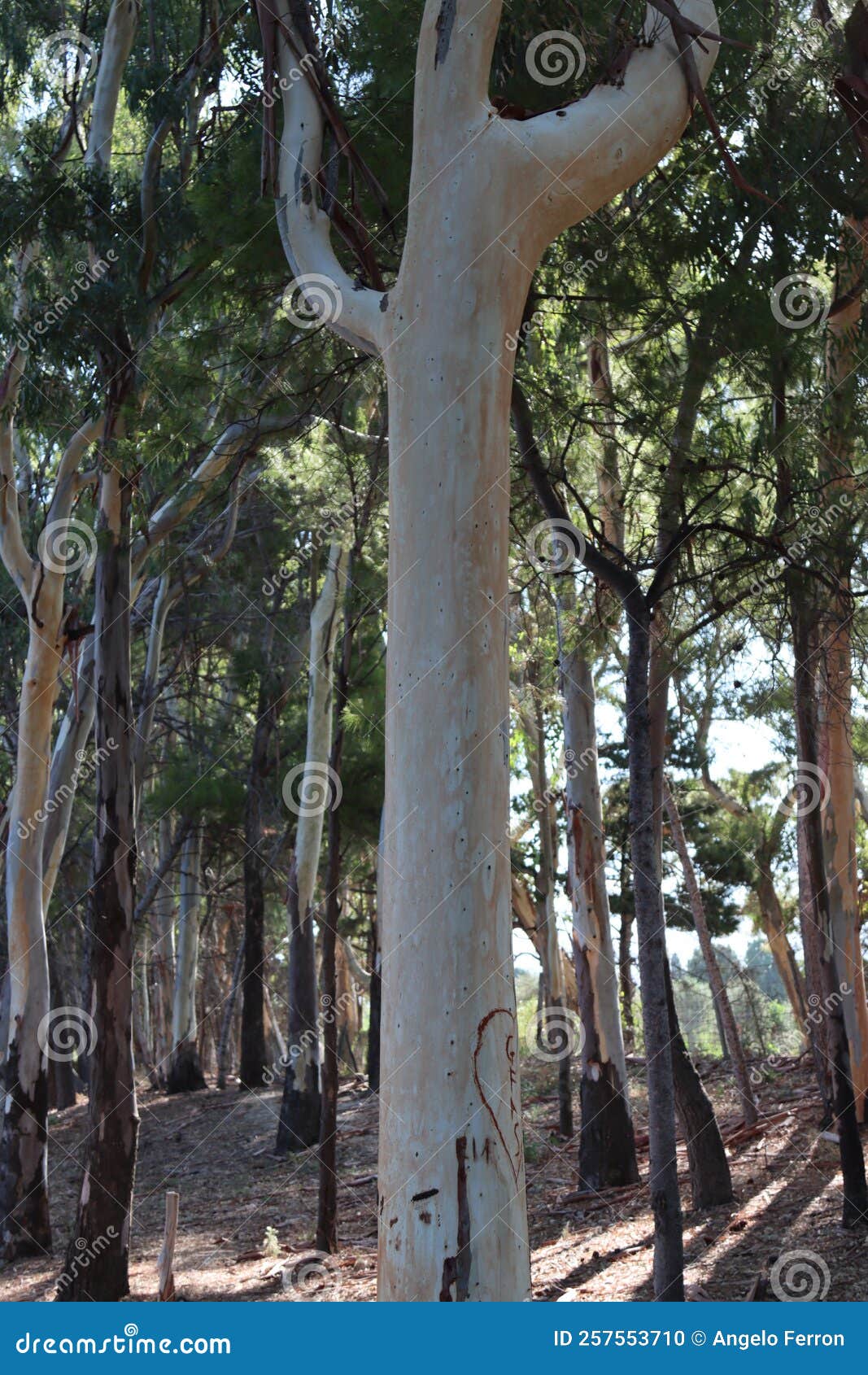 Natural Red Eucalyptus Forest in Sicily- Stock Photo - Image of floral ...