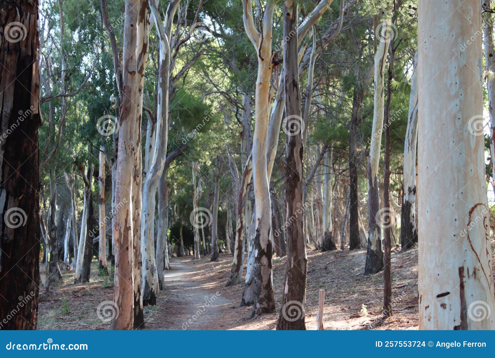 Natural Red Eucalyptus Forest in Sicily- Stock Photo - Image of ...