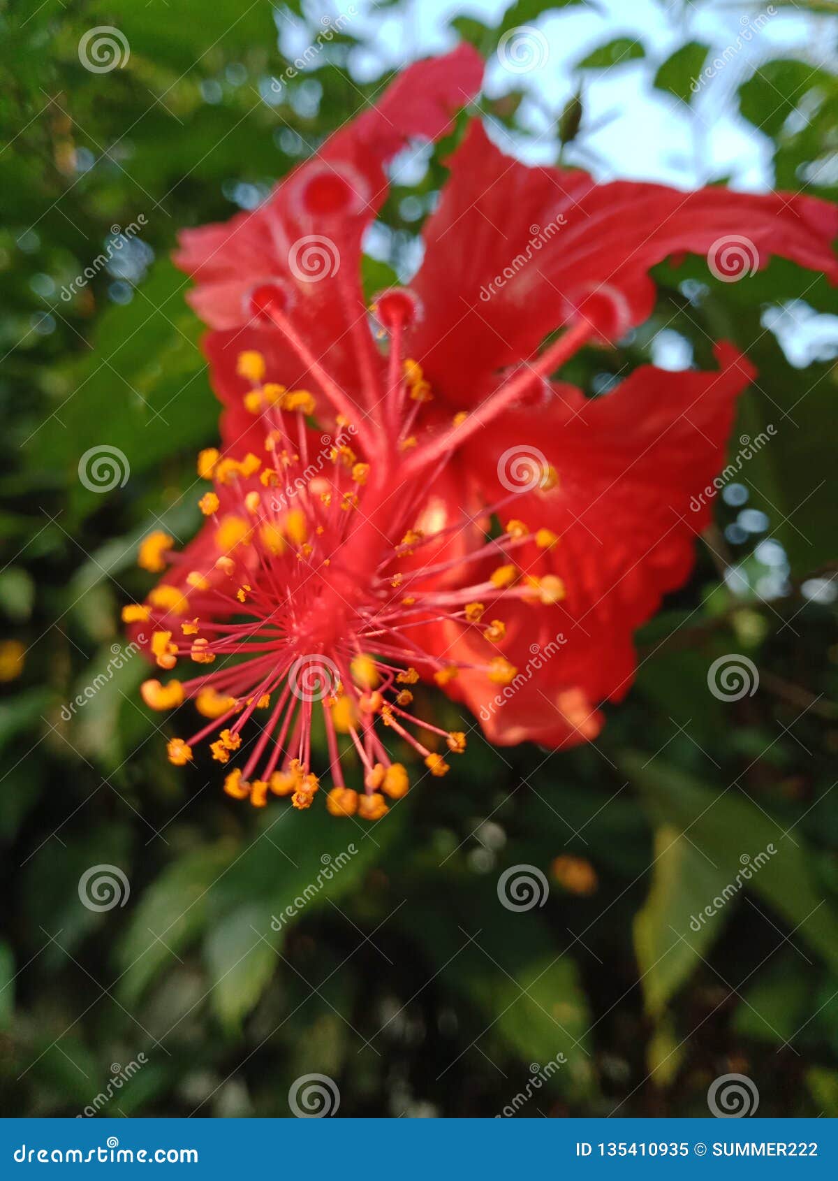 Natural Red Flower Wada Mala of Srilanka Stock Image - Image of wada ...