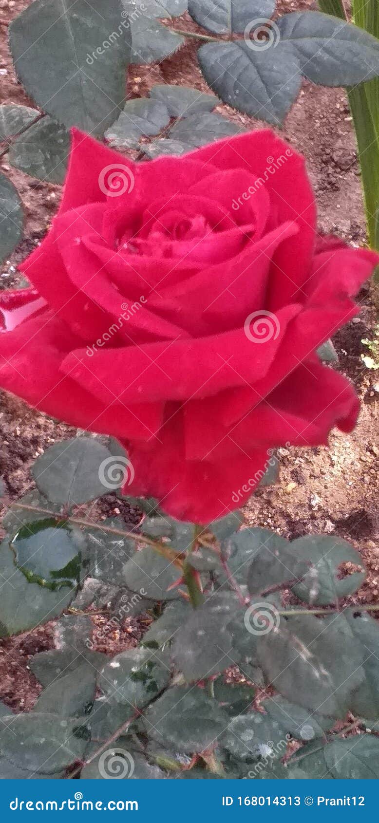 Natural red Indian roses stock image. Image of rose - 168014313