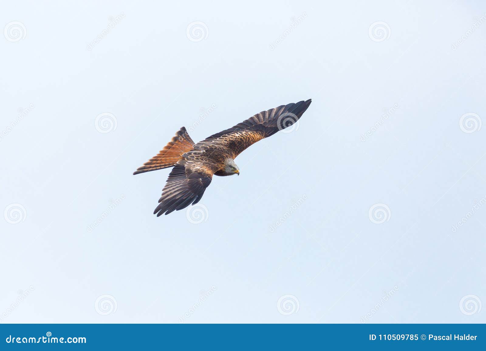 Red Kite Bird in Flight Milvus Milvus, Spread Wings, White Bac Stock ...