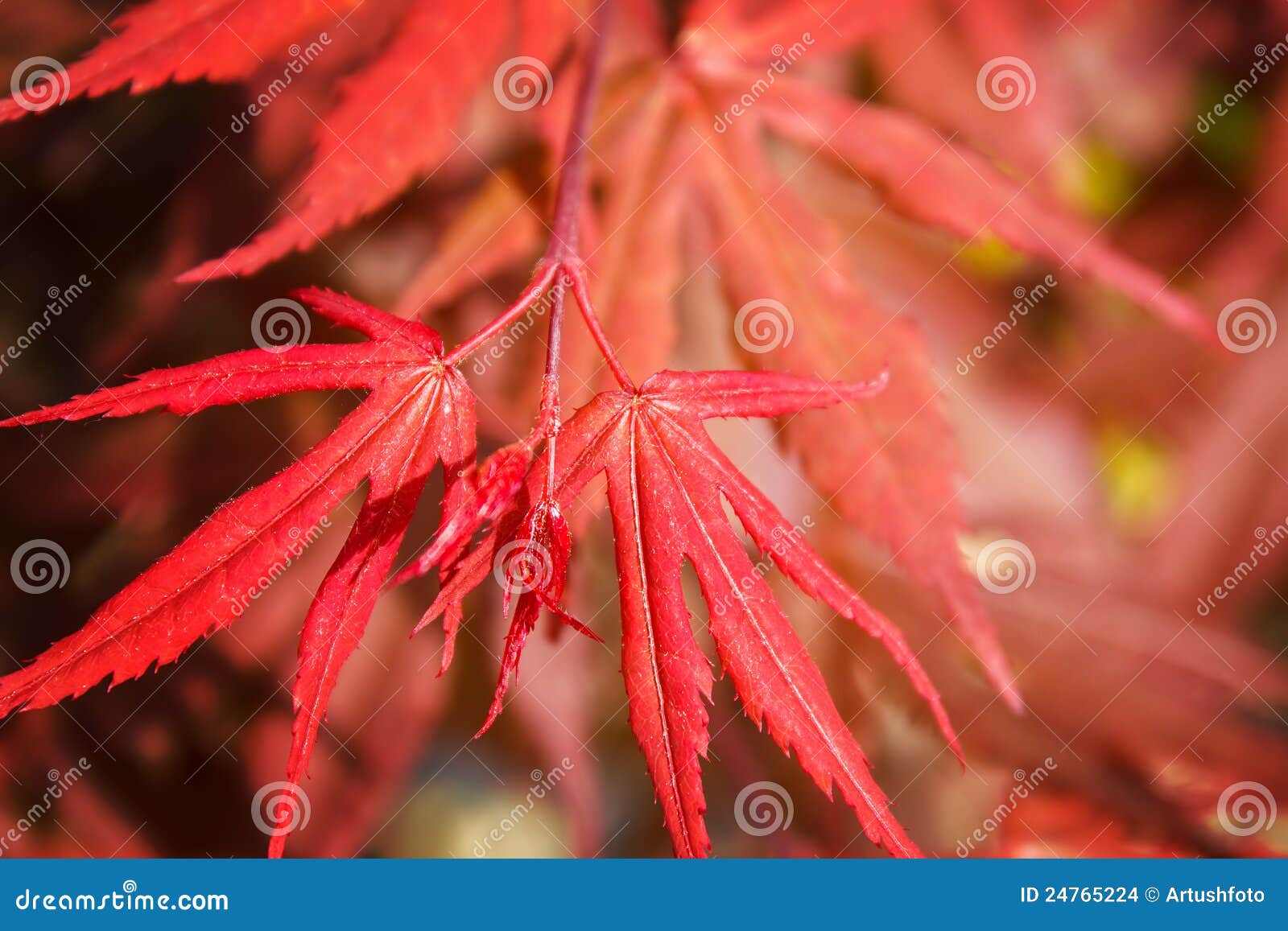 Natural Red Maple Leaf Background Stock Photo - Image of environment ...