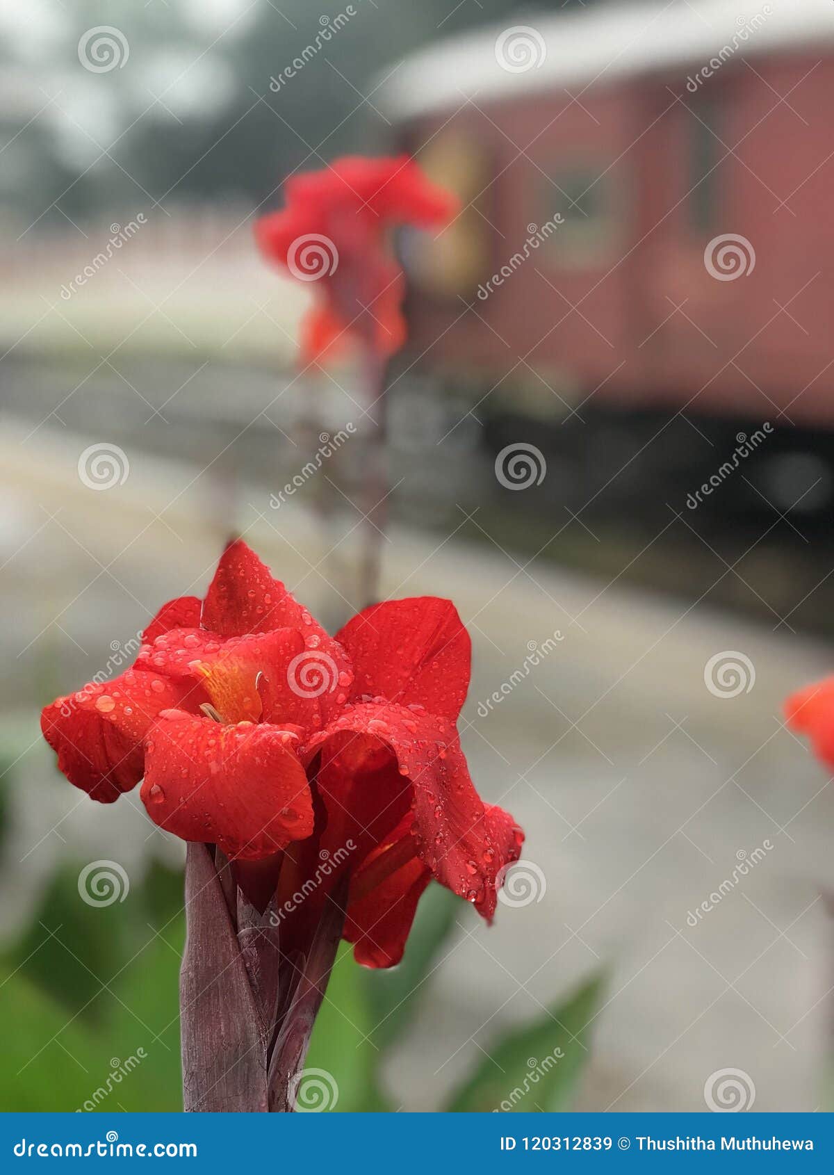 Flower stock image. Image of flower, freedom, nature - 120312839