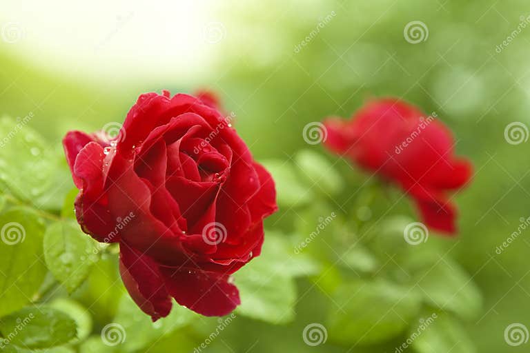 Natural red roses stock photo. Image of outdoors, plant - 20167630