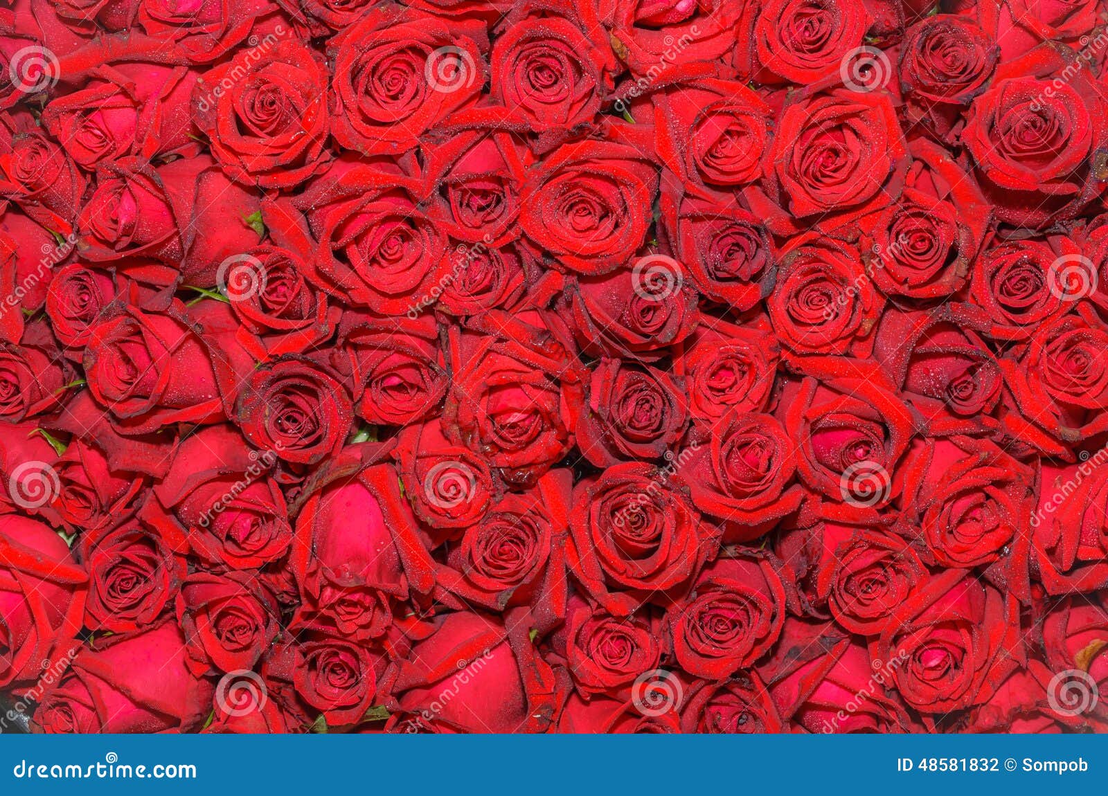 Natural Red Roses Background Stock Illustration - Illustration of ...