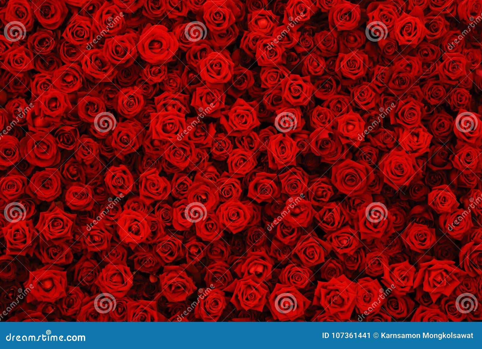 Natural Red Roses Background, Flowers Wall Stock Image - Image of ...