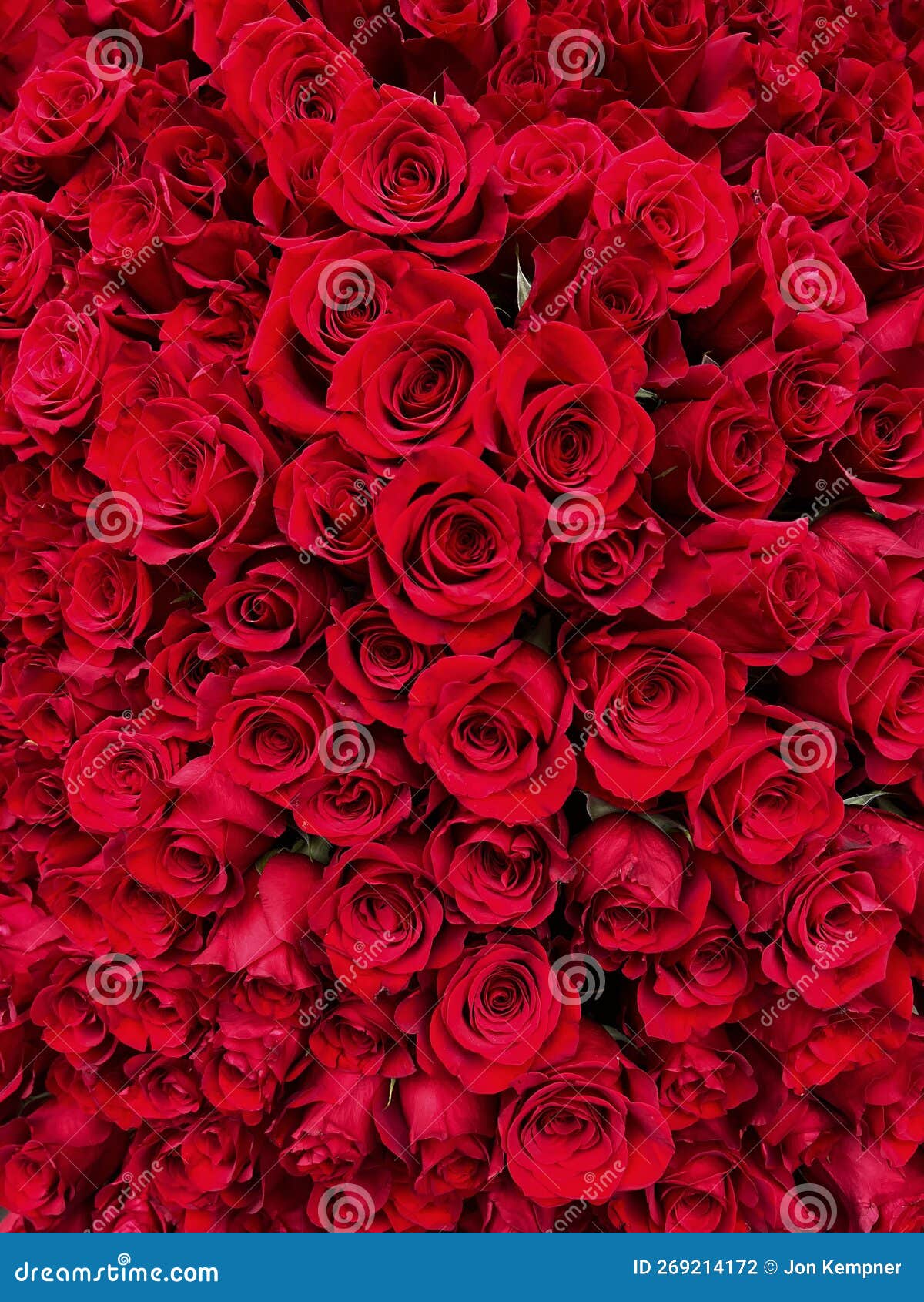 Natural Red Roses Background Stock Photo - Image of summer, gift: 269214172