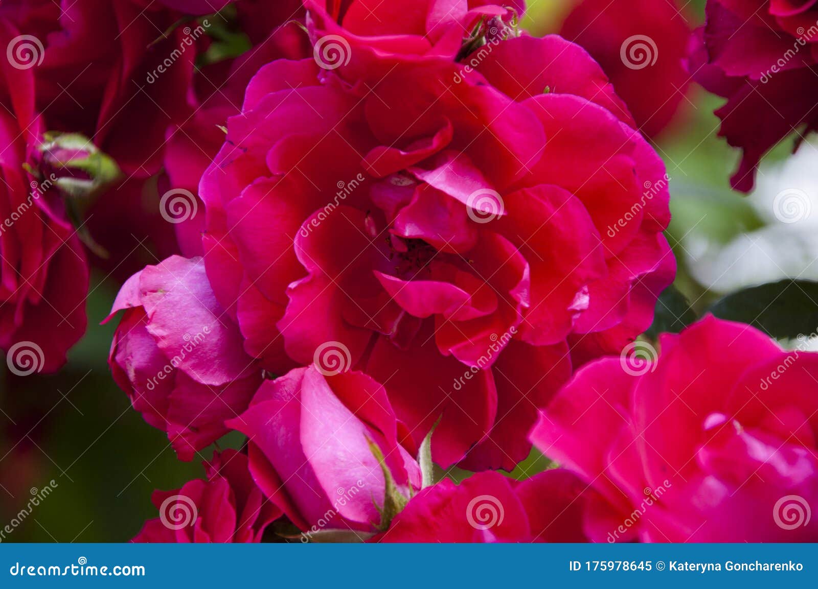 Natural Red Roses Background. Nature Beauty Stock Image - Image of ...
