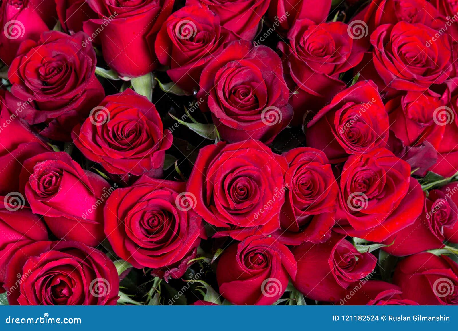 Natural Red Roses Background Stock Photo - Image of macro, festive ...