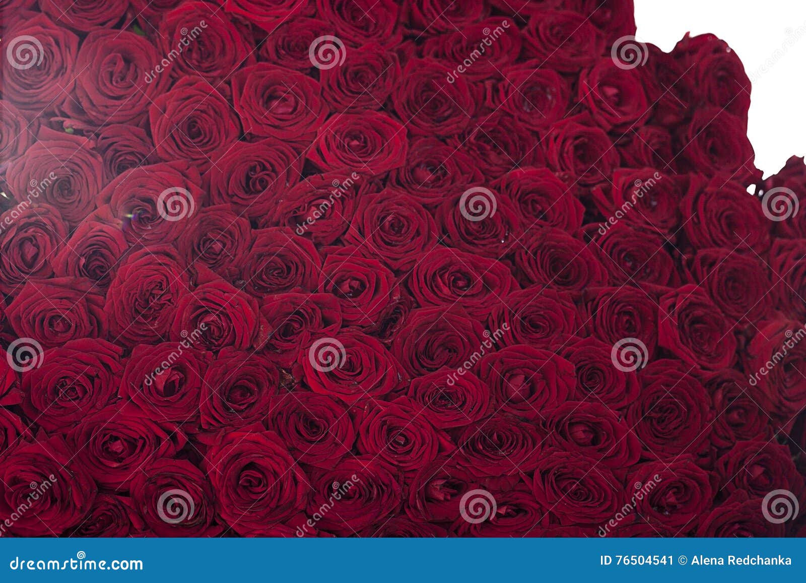 Natural Red Roses Background Stock Image - Image of blooming, bloom ...