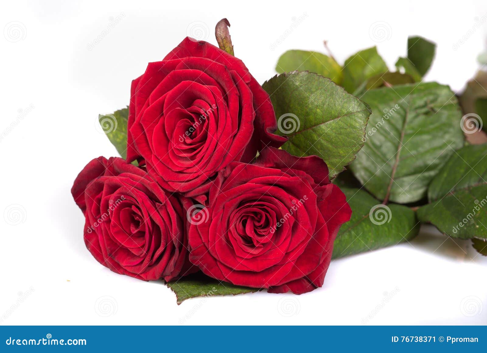 Natural red roses stock image. Image of decoration, blossom - 76738371