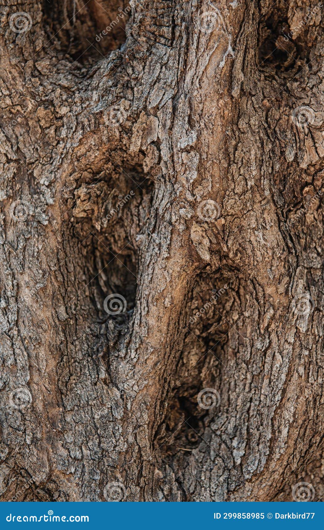Natural Relief Background of Old Olive Tree Bark Stock Image - Image of ...