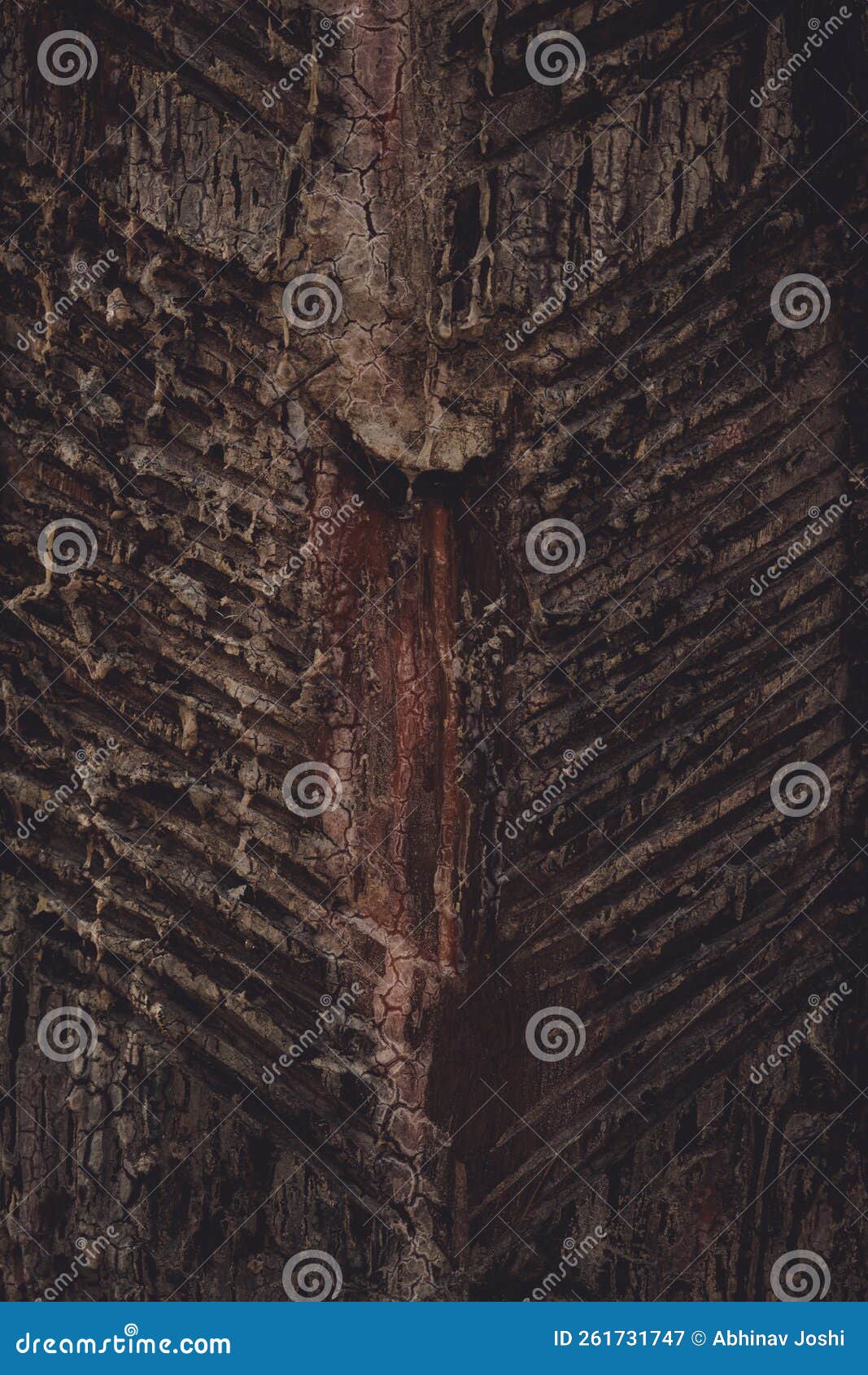 Natural Resin from Pine Tree Trunks - Extraction of Sap from Pine Trees ...