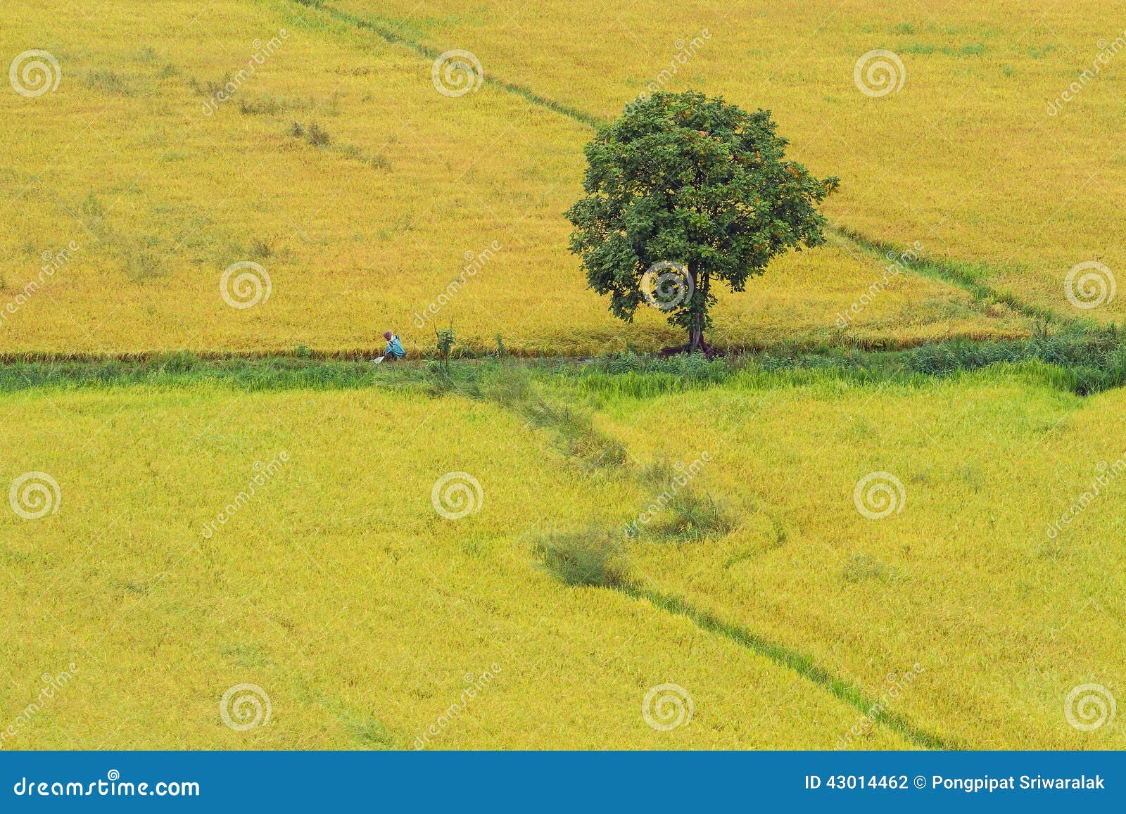 Natural rice field stock photo. Image of country, leaf - 43014462