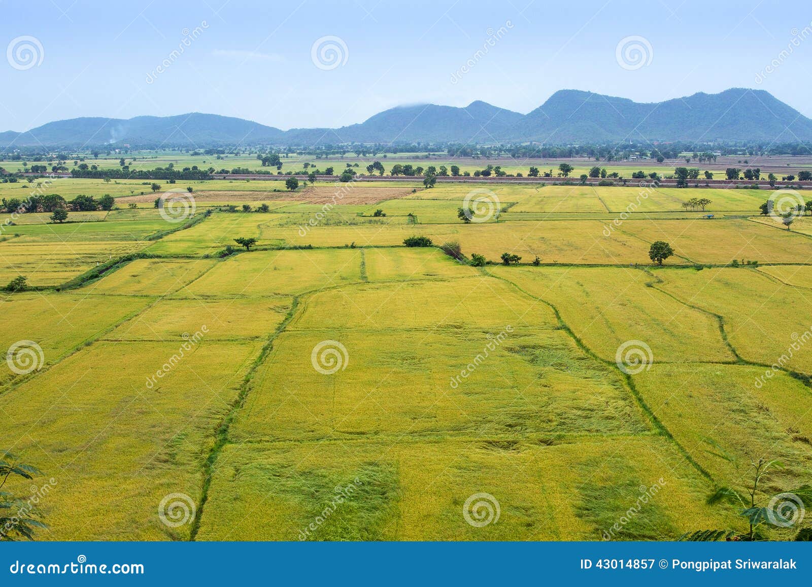Natural rice field stock image. Image of asia, natural - 43014857