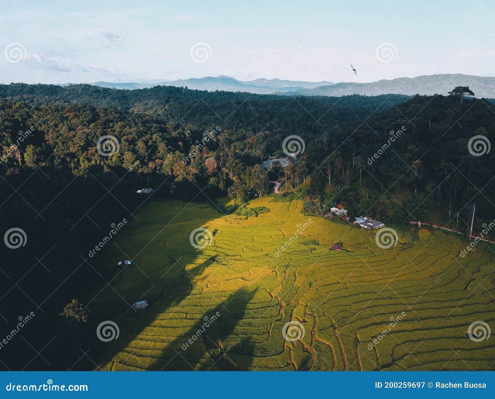 Natural Rice Fields in the Countryside before Harvest Stock Image ...