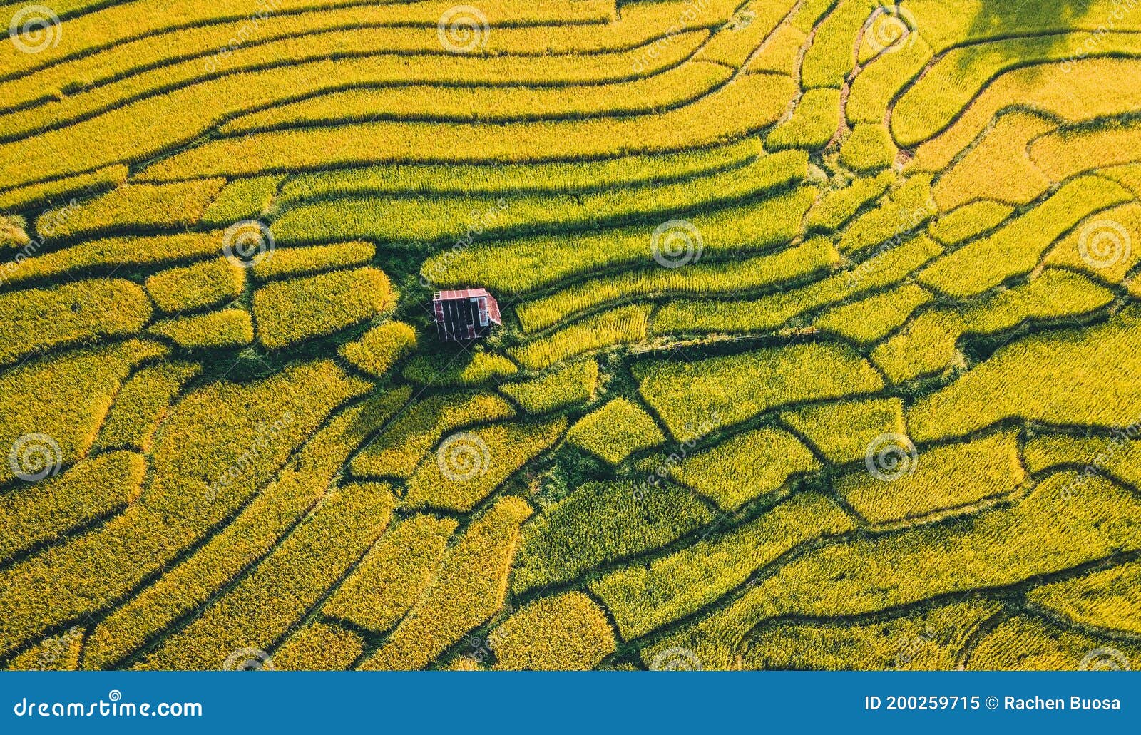 Natural Rice Fields in the Countryside before Harvest Stock Image ...