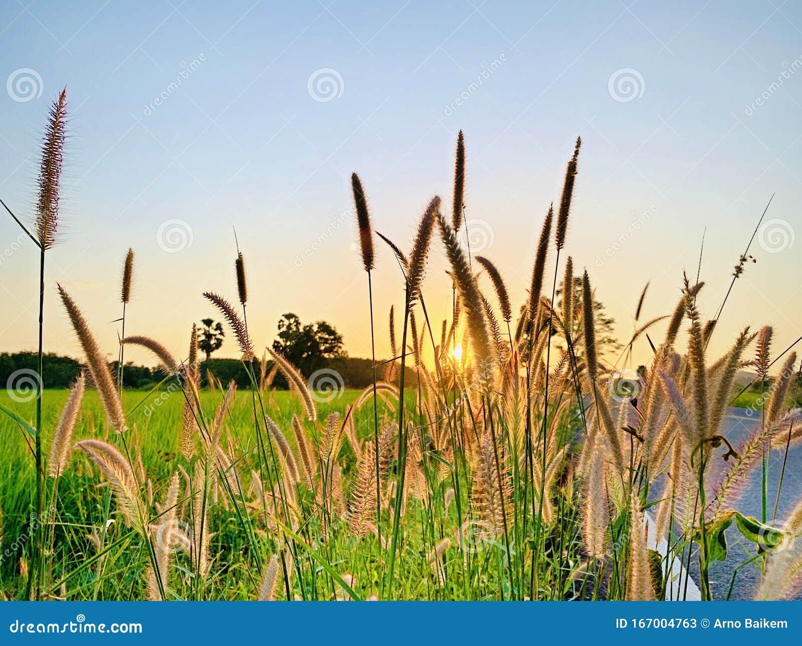 Natural Rice Fields in Pattani, Thailand Stock Image - Image of ...