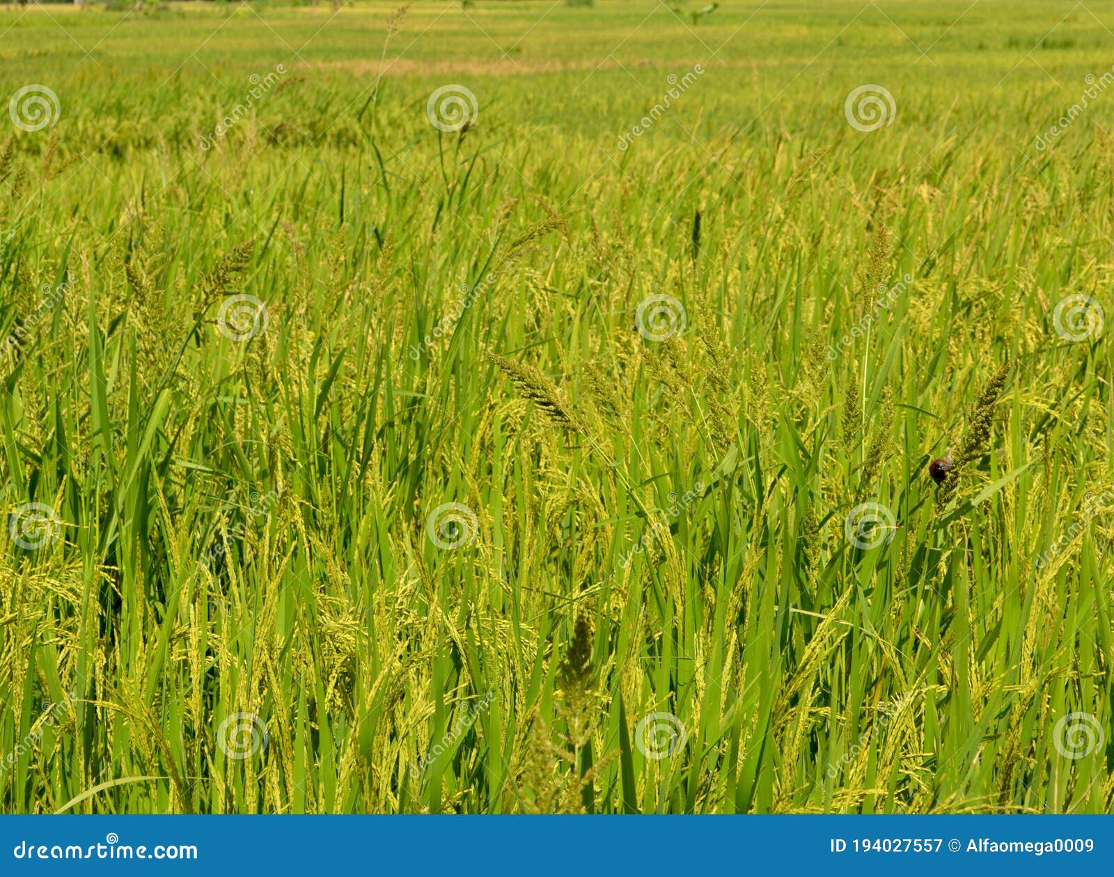 Natural Rice Fields with Yellow Rice Stock Image - Image of grain ...