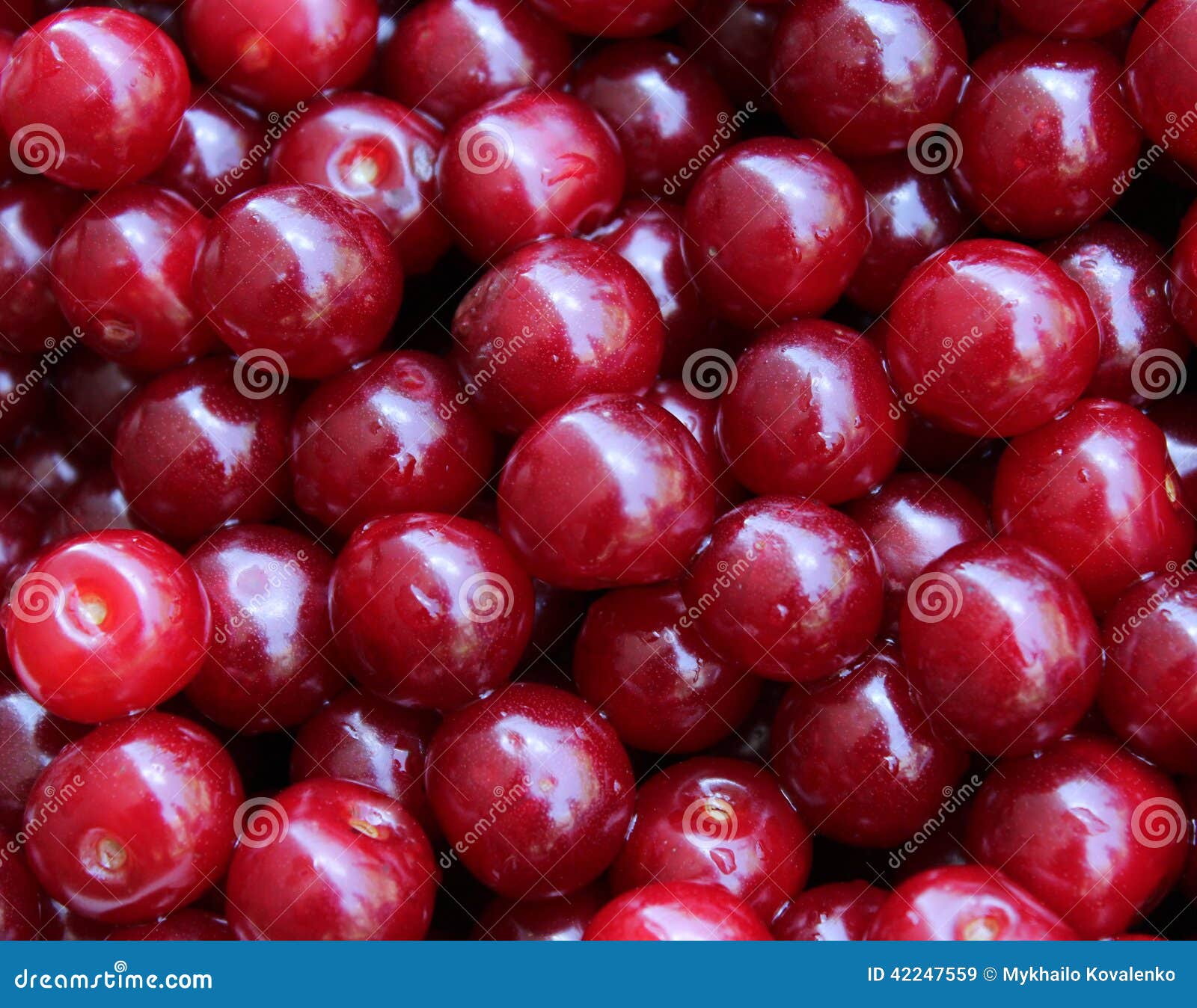 Natural ripe cherries stock image. Image of drink, garden - 42247559