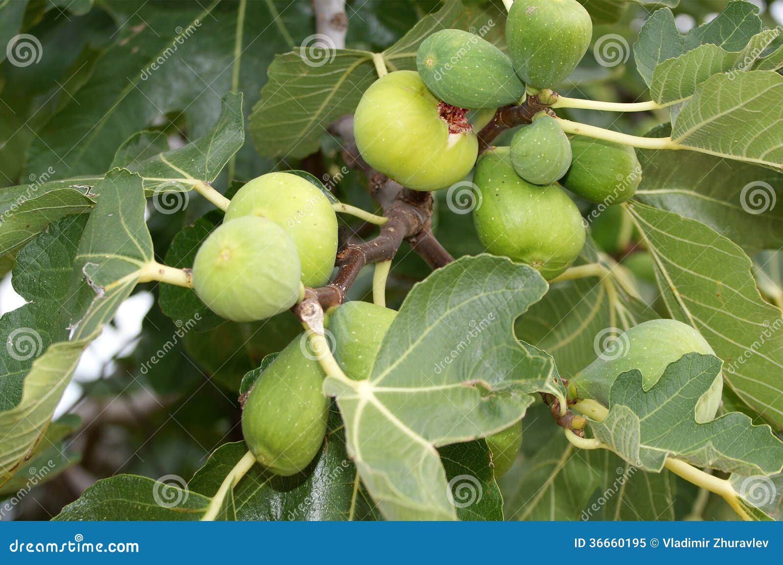 Natural Ripe Fruit on the Fig Tree Stock Image - Image of tranquil ...