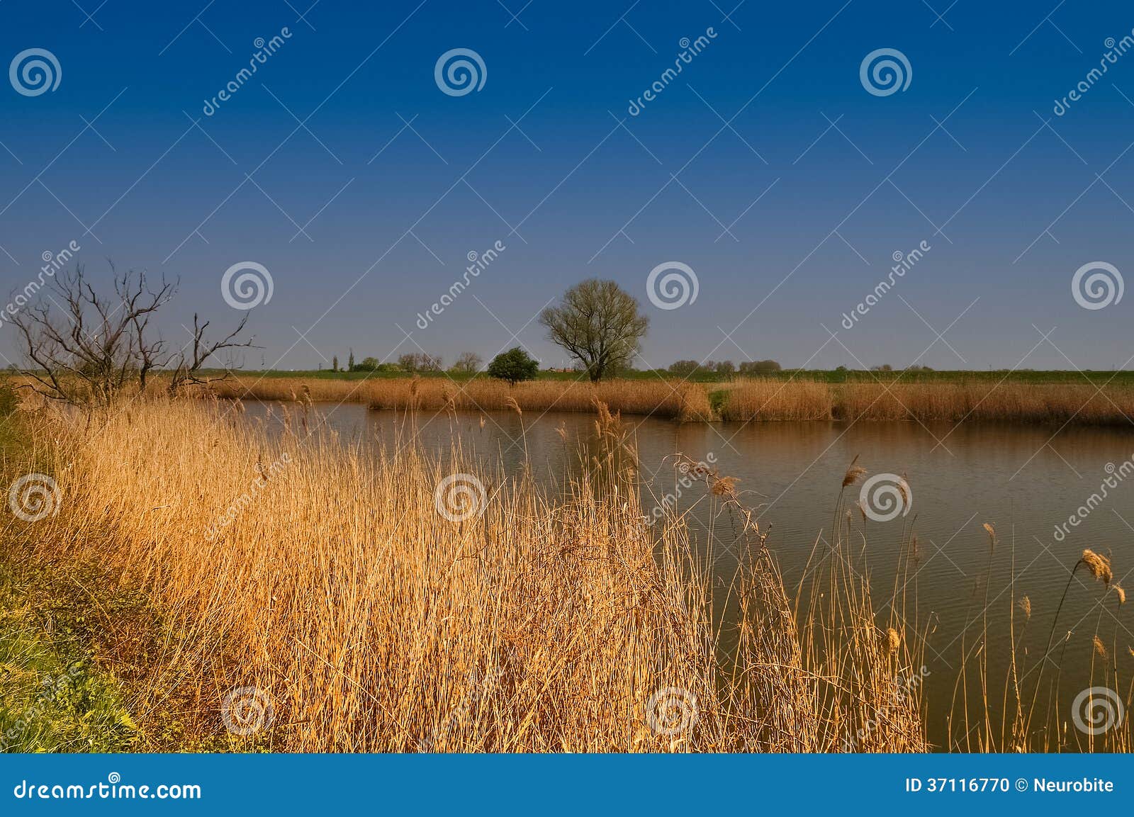 Natural River Landscape Neaby Magdeburg Stock Photo - Image of field ...