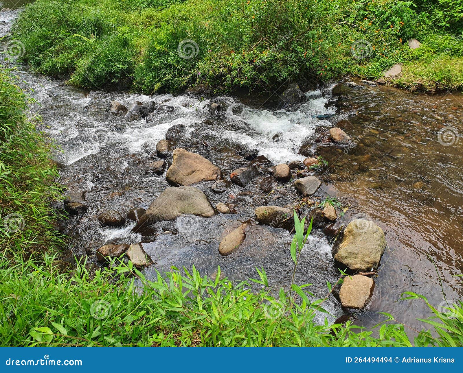Natural River Rocks stock photo. Image of nature, flower - 264494494