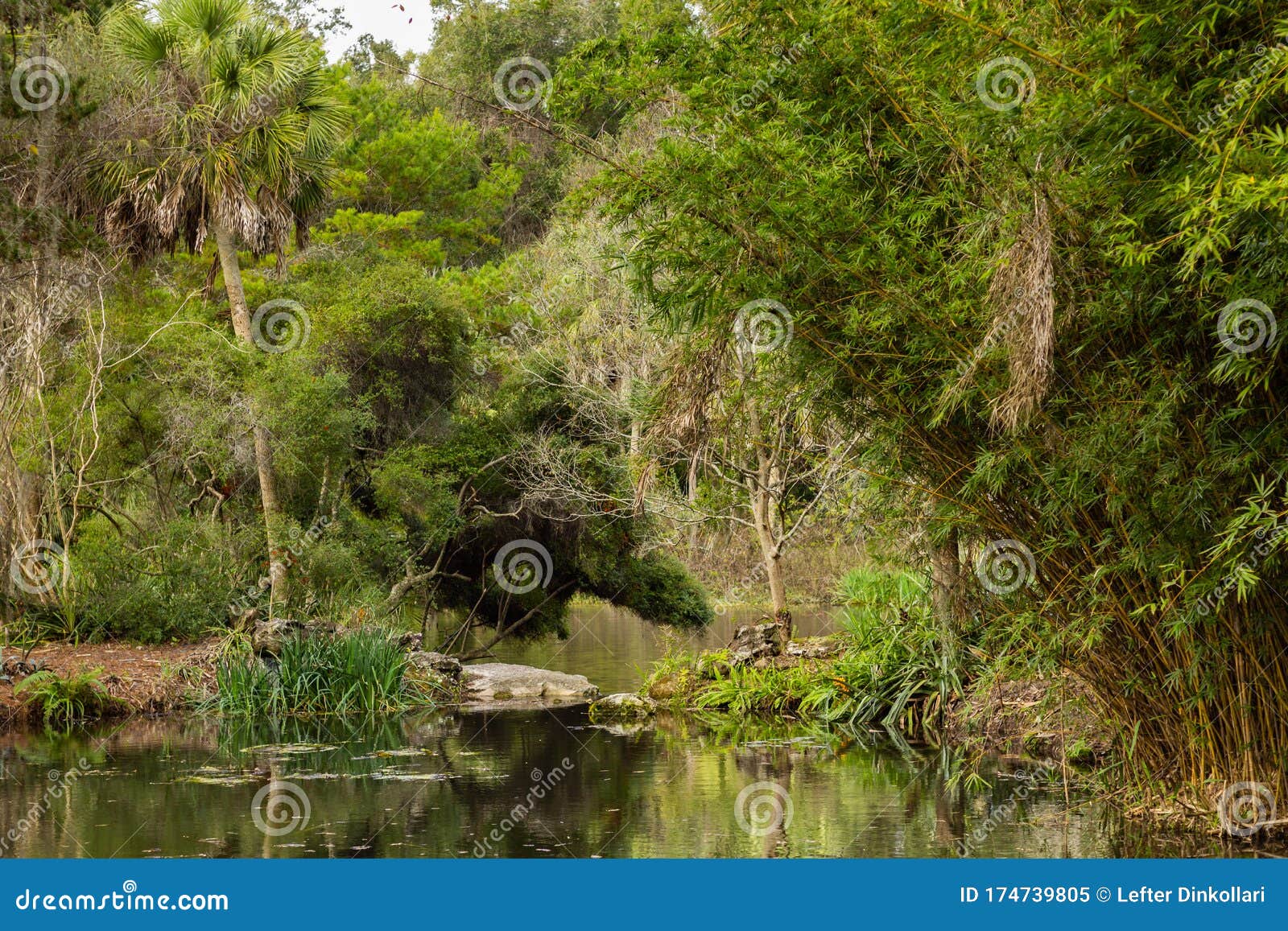 Natural River Spring Botanical Garden Stock Image - Image of green ...