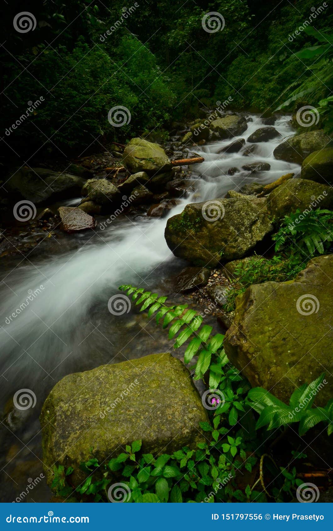Natural River at the Tropical Jungle Stock Photo - Image of tropical ...