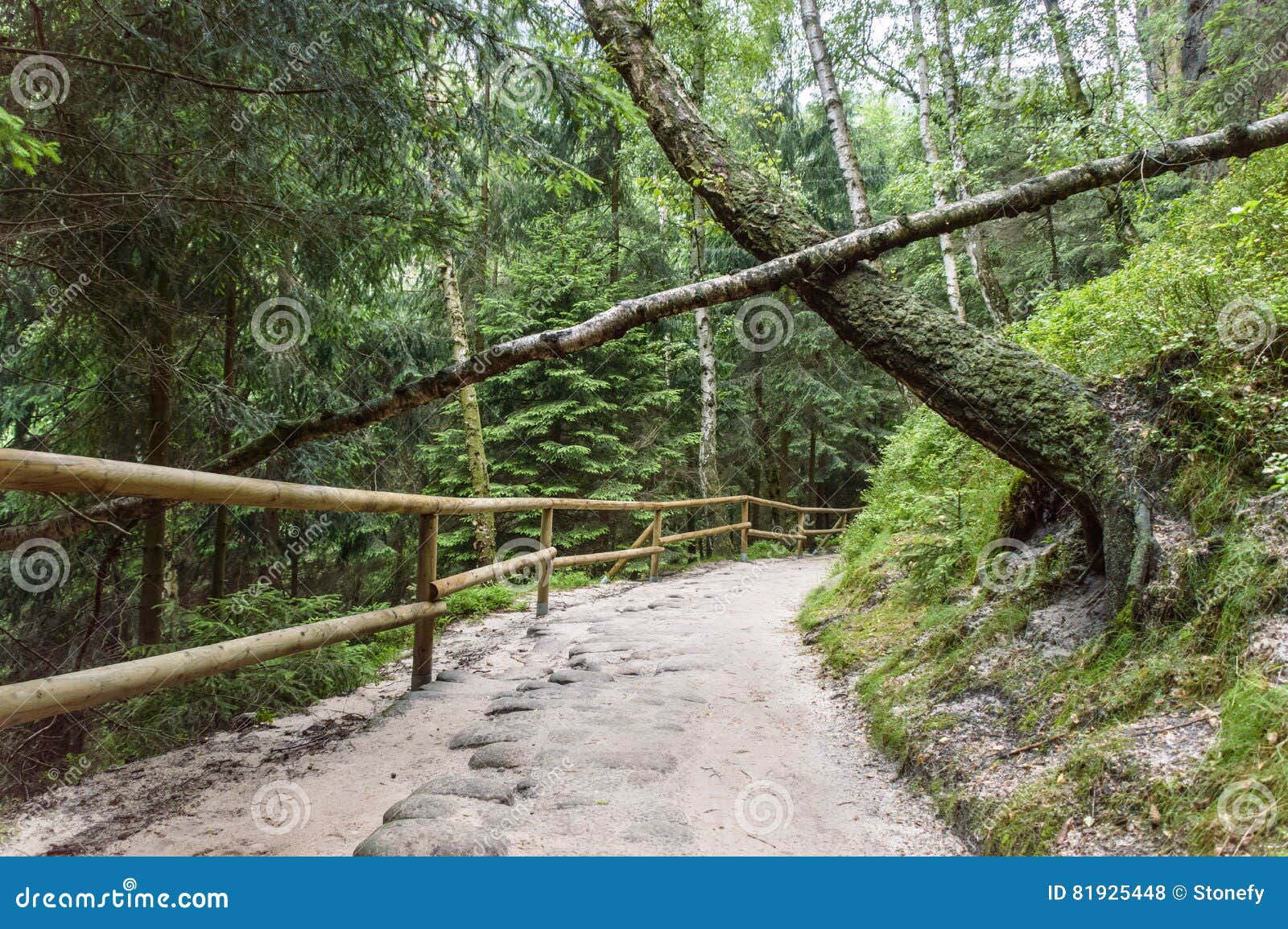 A Natural Road Block in a Forest Stock Photo - Image of fence, winding ...