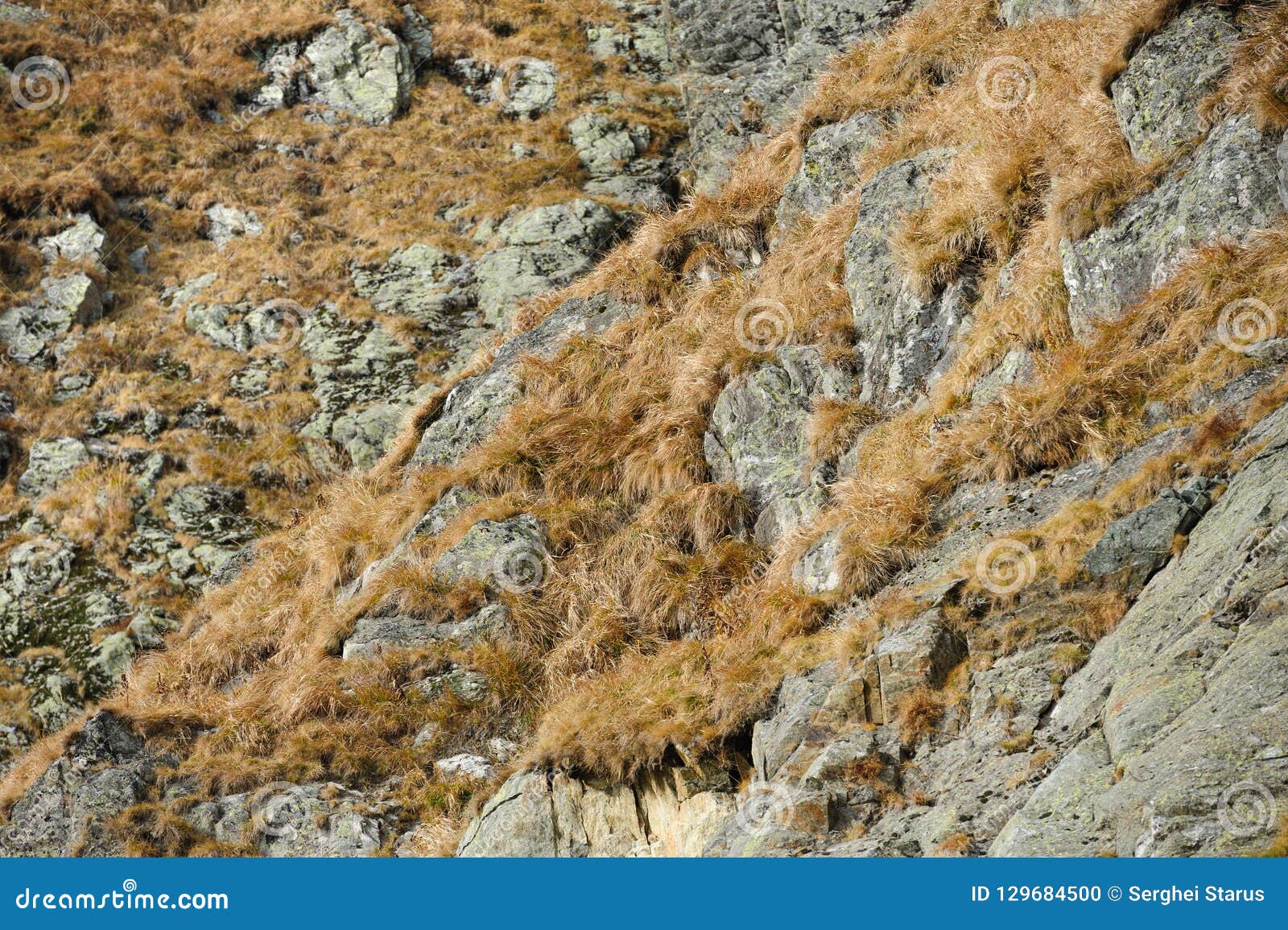 Natural Rock with Dried Grass Stock Photo - Image of grunge, flora ...