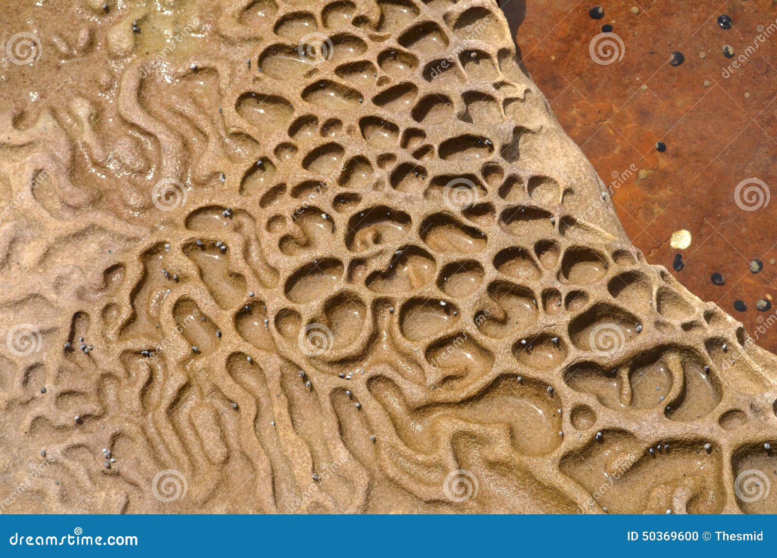 Natural Rockpool Patterns stock photo. Image of honeycomb - 50369600