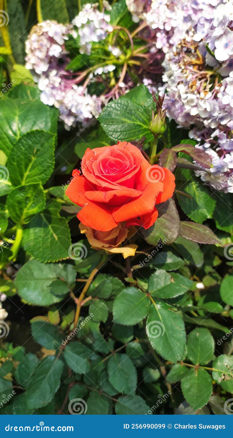 Natural Rose in garden stock image. Image of plant, garden - 256990099